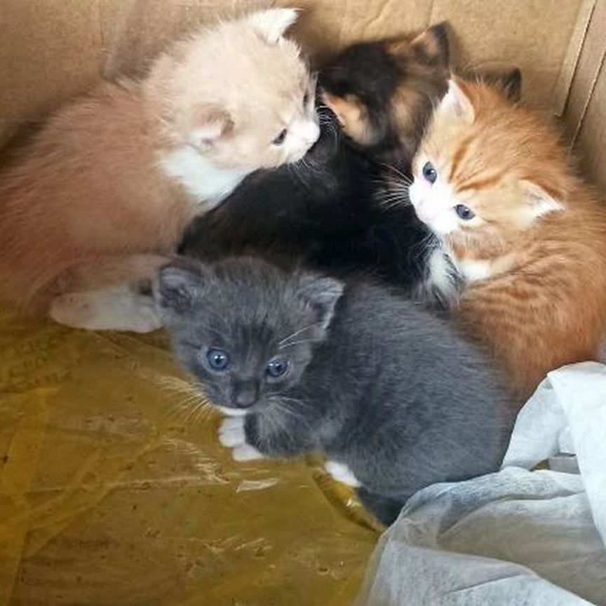 Котёнок в добрые руки