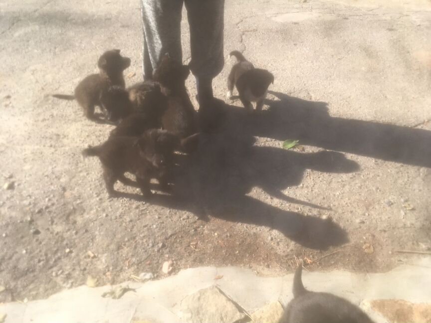 Щенки помесь спаниэль