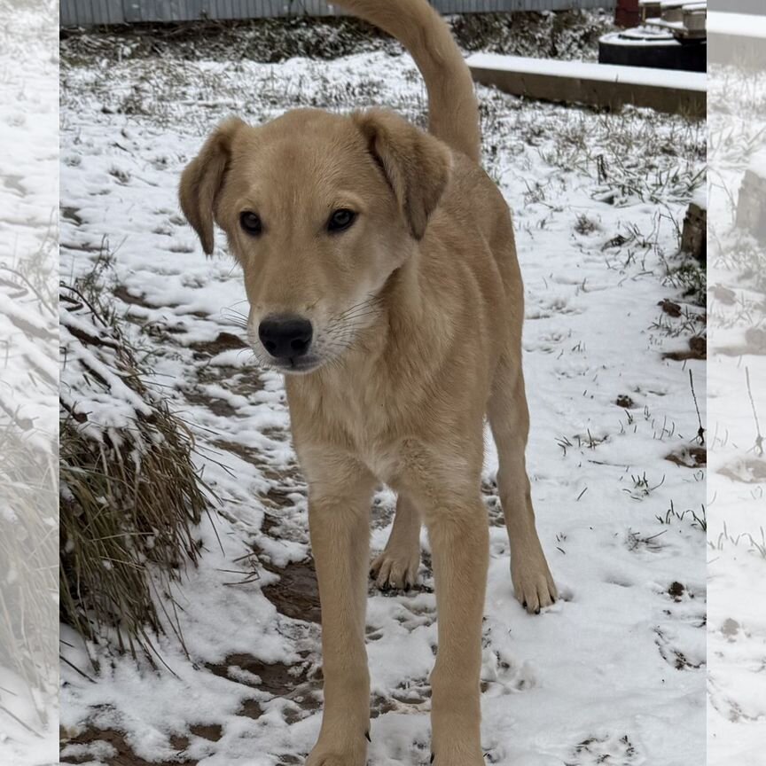 Щенок в добрые руки