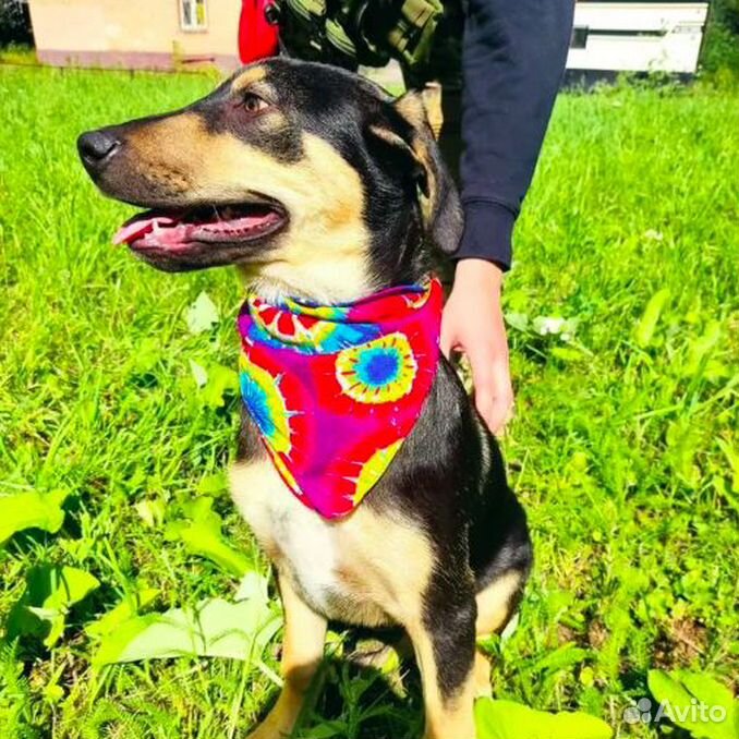 Крупный овчароидный щенок для загородного дома