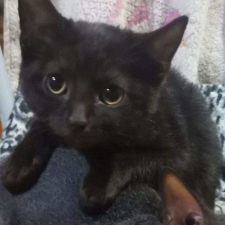 Черный котенок в добрые руки