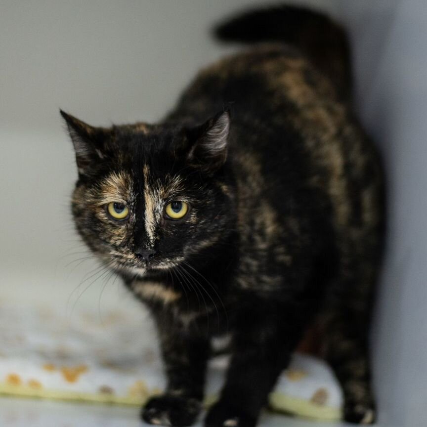 Взрослая кошка в добрые руки