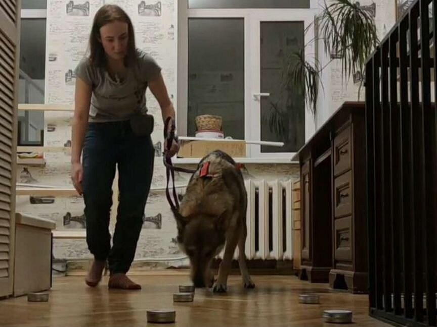 Индивидуальные занятия NoseWork