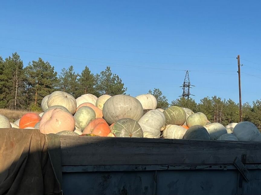 Тыква кормовая животным