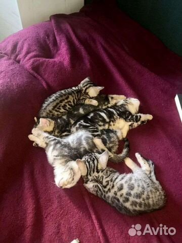 Бенгальские котята