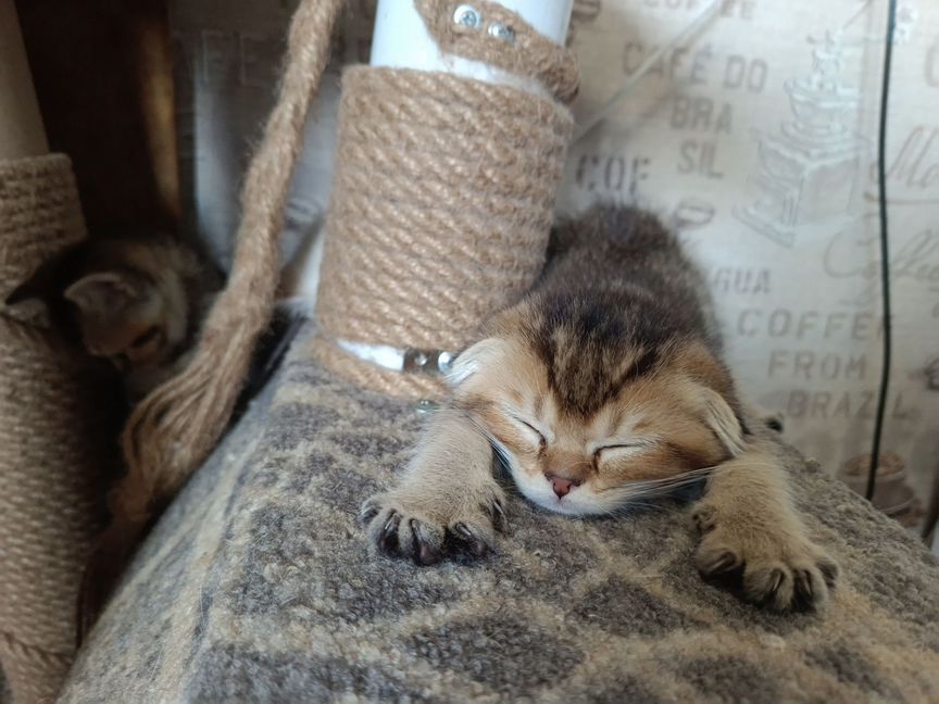 Шотландские золотые шиншиллы котята