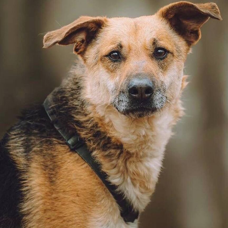 Взрослый пёс в добрые руки