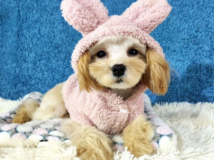 Мальчик-мальтипу-Зайчик