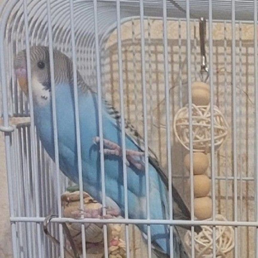 Потерялся волнистый попугай