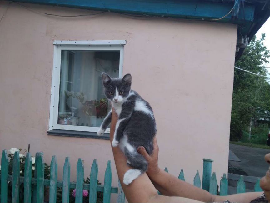 Отдам в добрые руки кошечку, умница, красавица