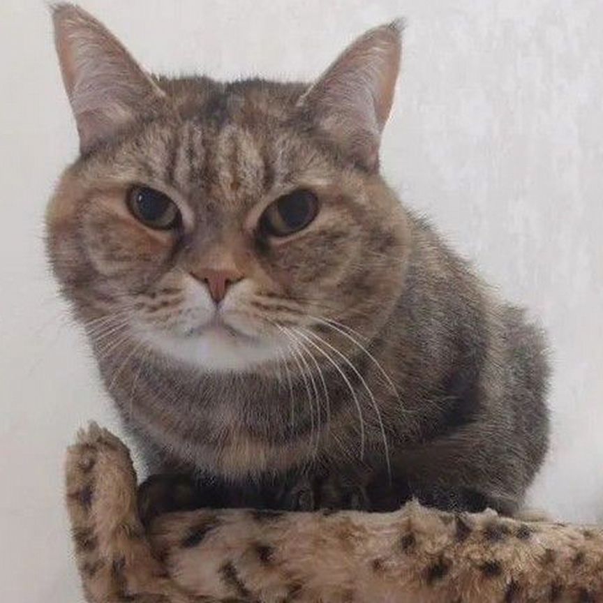 Кошка в хорошие руки