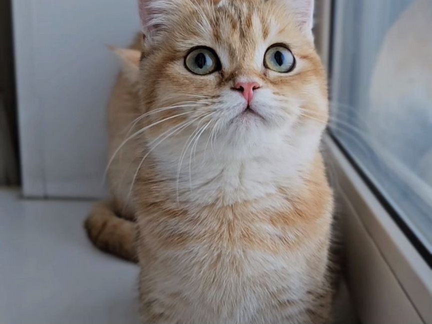 Золотая шиншилла