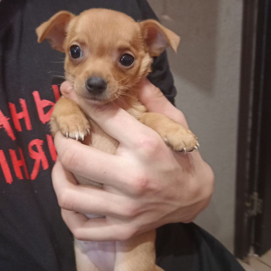 Щенки чихуахуа
