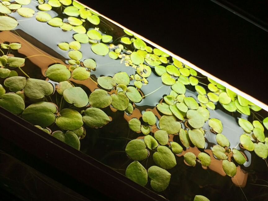 Лимнобиум побегоносный (Limnobium stoloniferum)