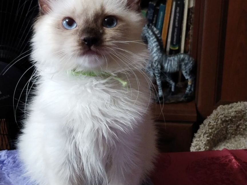 Котята регдолл