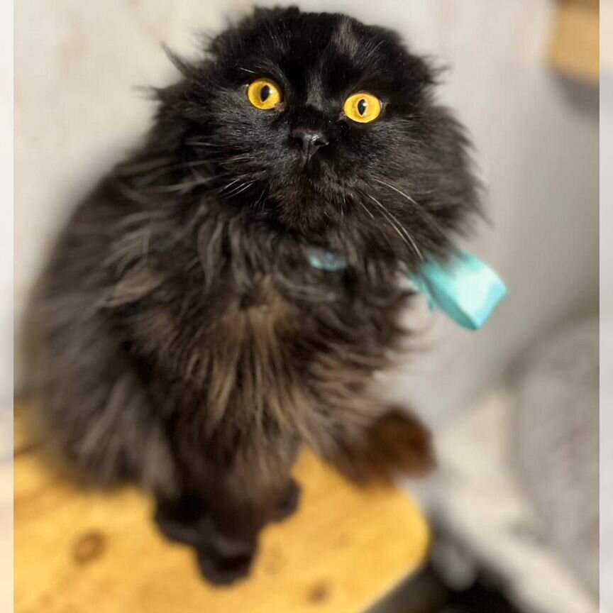 Персидский, взрослый кот