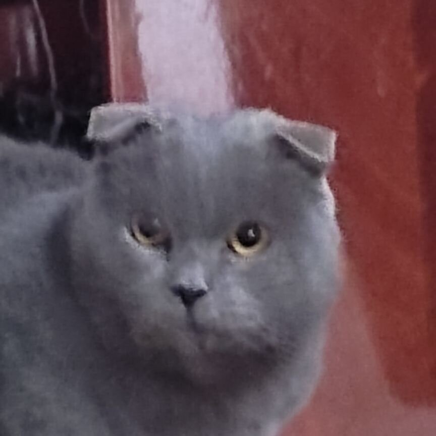 Кошки в добрые руки бесплатно