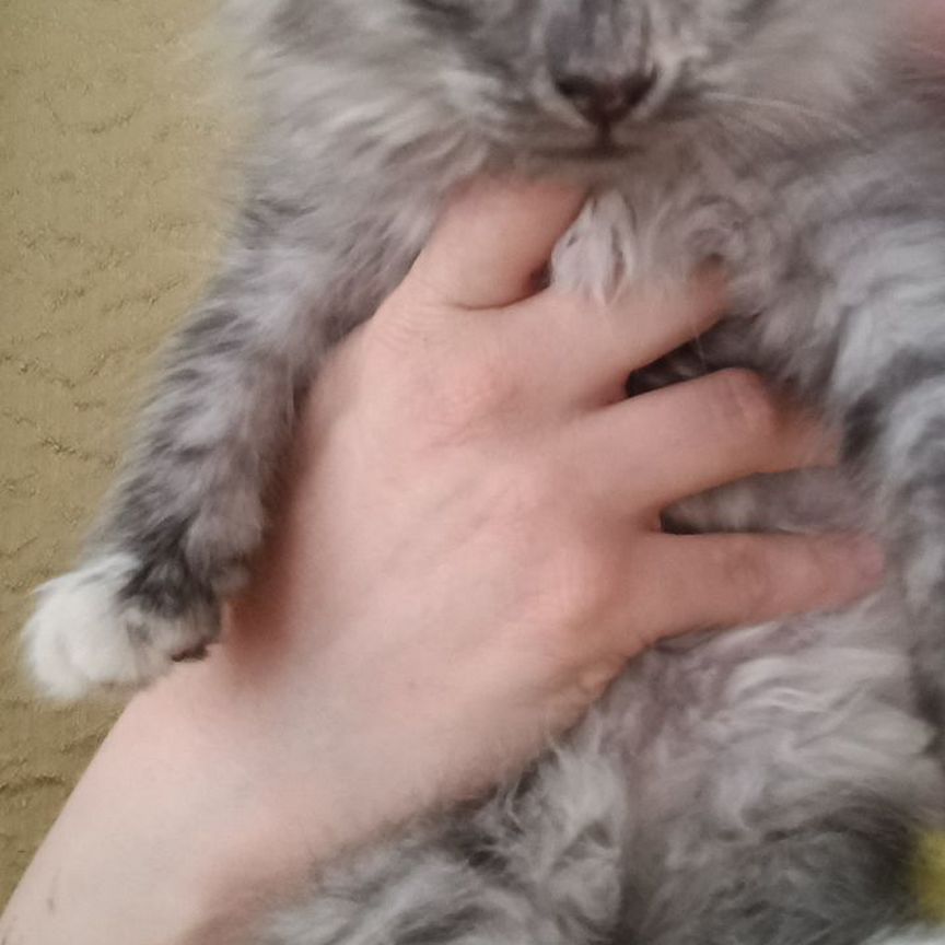Котёнок девочка 4 месяца (отдам в добрые руки)