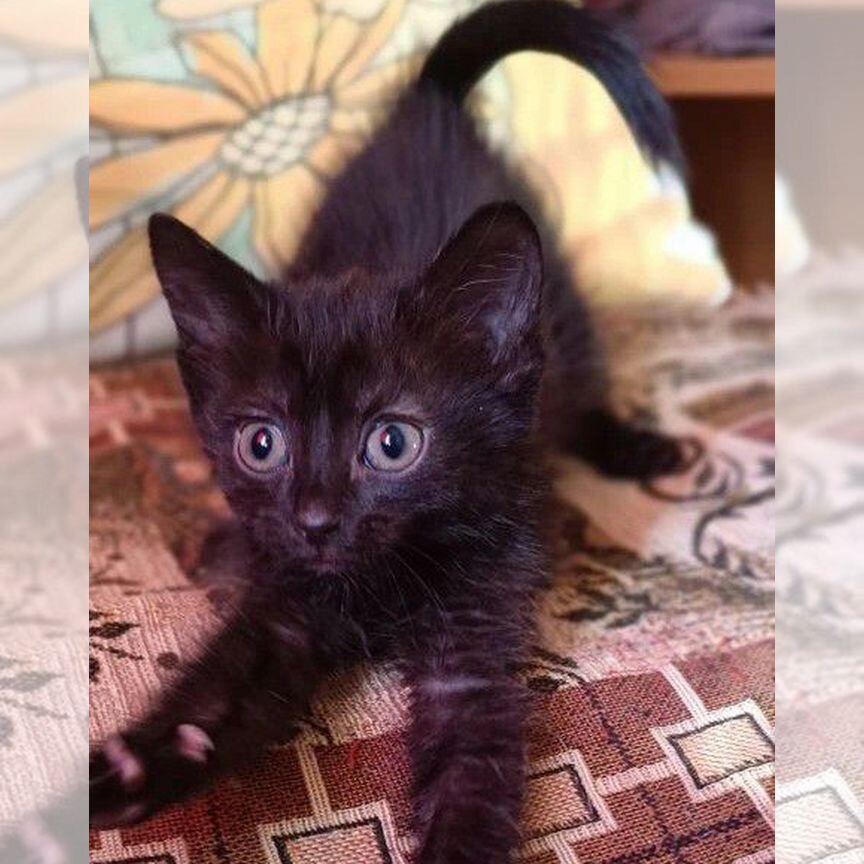 Котёнок в добрые руки