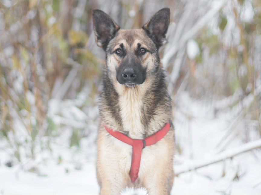 Плюша ищет дом