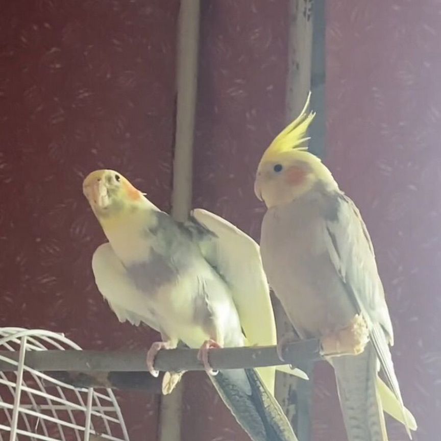 Попугай карелла пара с клеткой