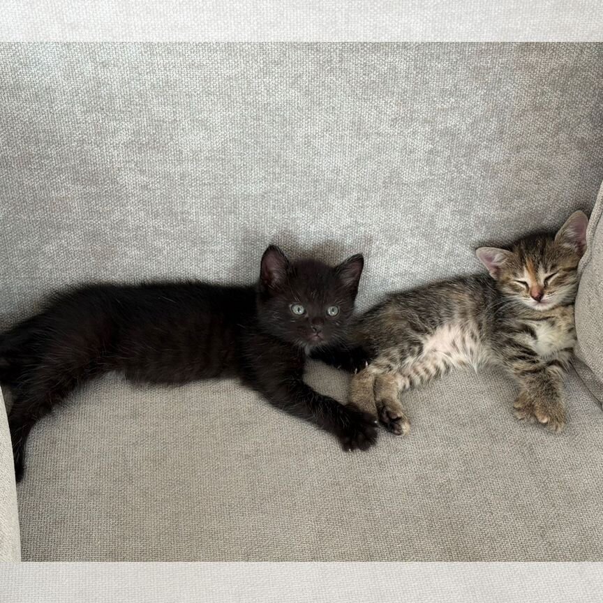 Котёнок от частного владельца