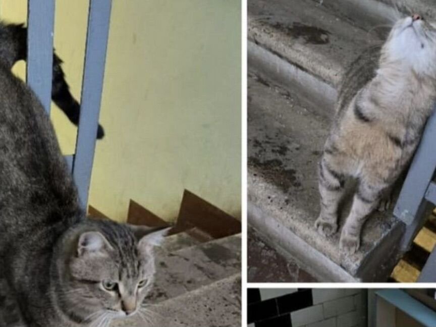 Котик в беде в добрые руки