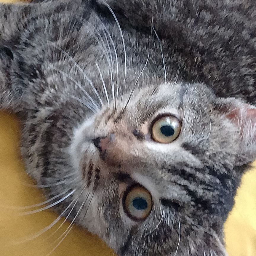 Отдаётся котёнок, девочка, в хорошие руки