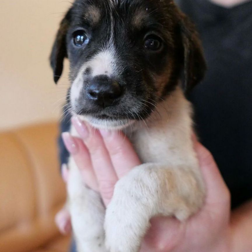 Карапуз, 1.5 мес