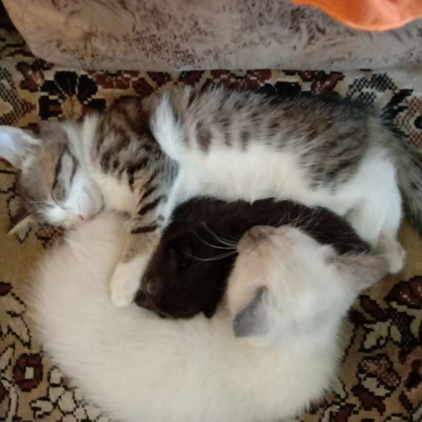 Кошки в добрые руки бесплатно
