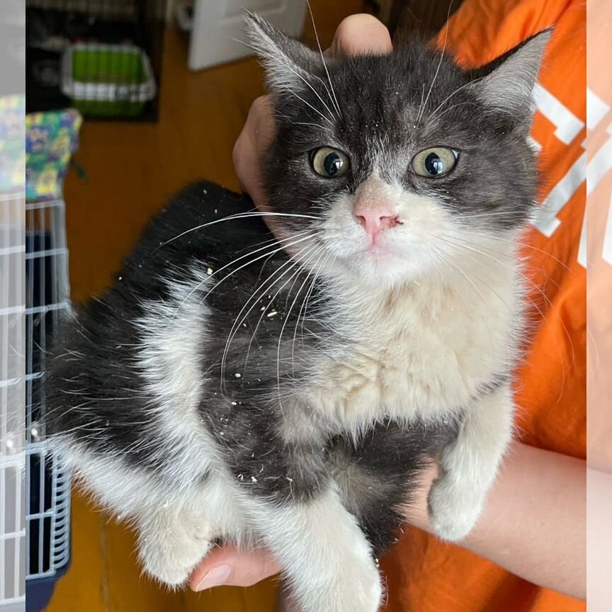 Котёнок в добрые руки