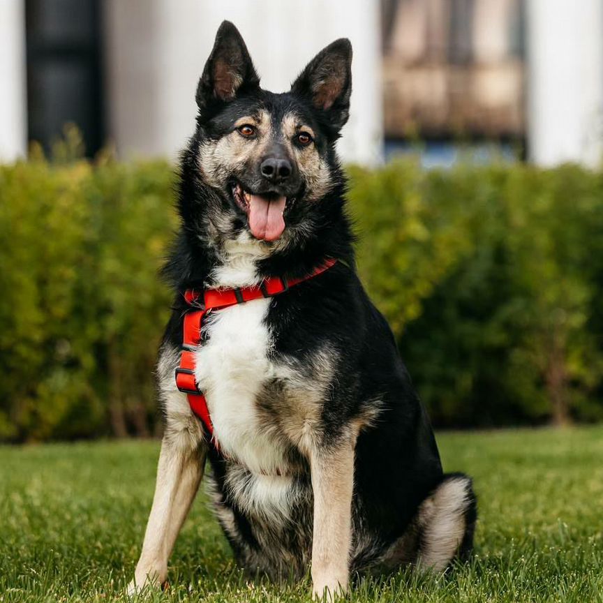 Взрослая собака в добрые руки