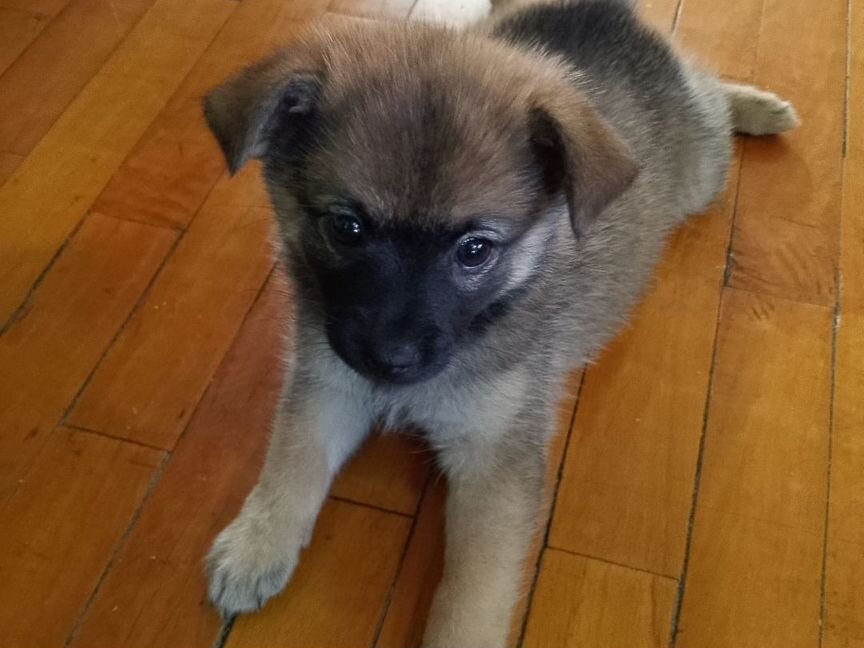 Щенок метис