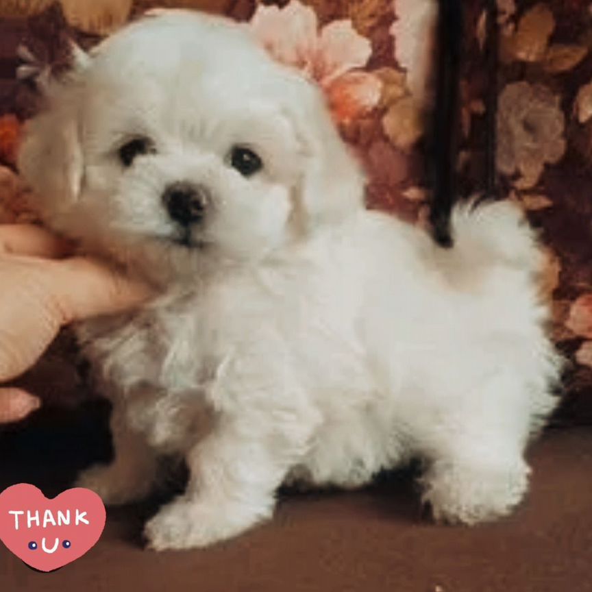 Бронирование мальтипу ф1