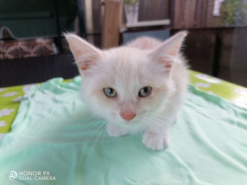 Котенок в добрые руки