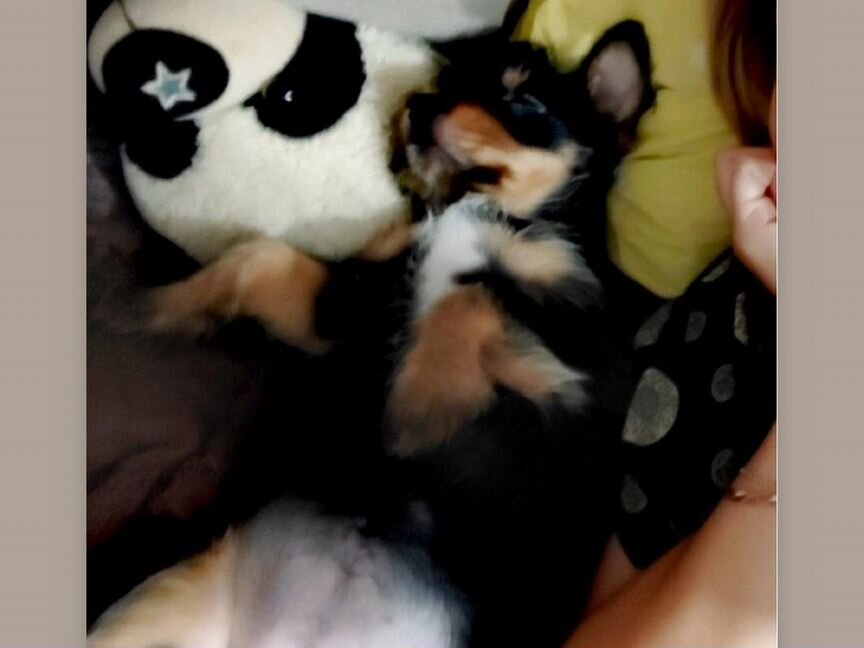 Йоркширский терьер стандарт