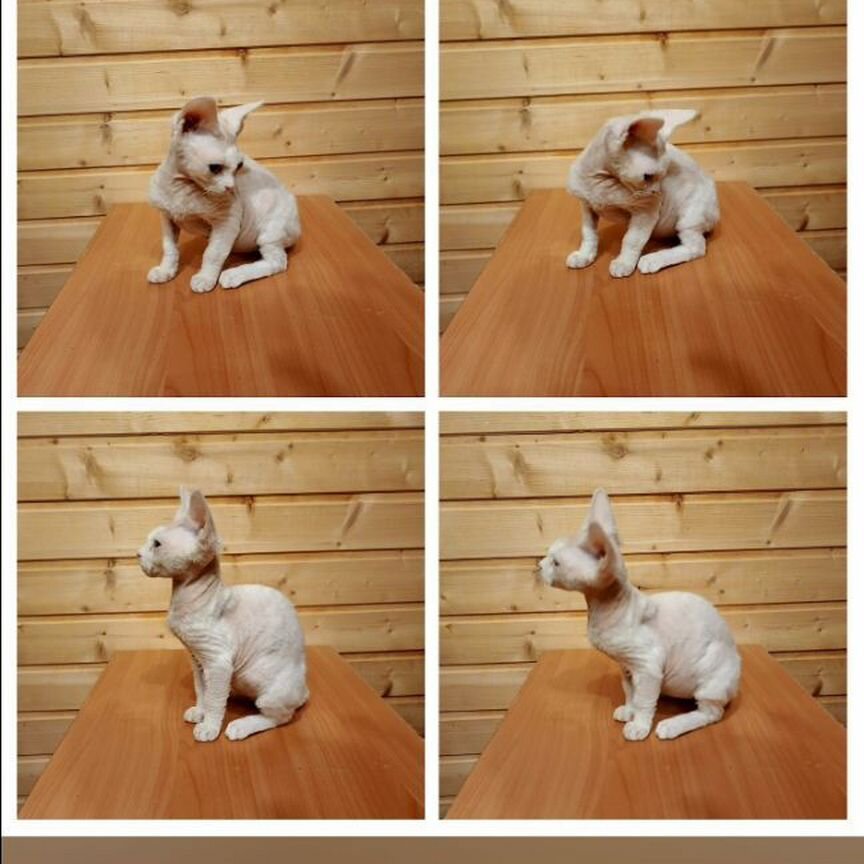 Котята и кошки из приюта