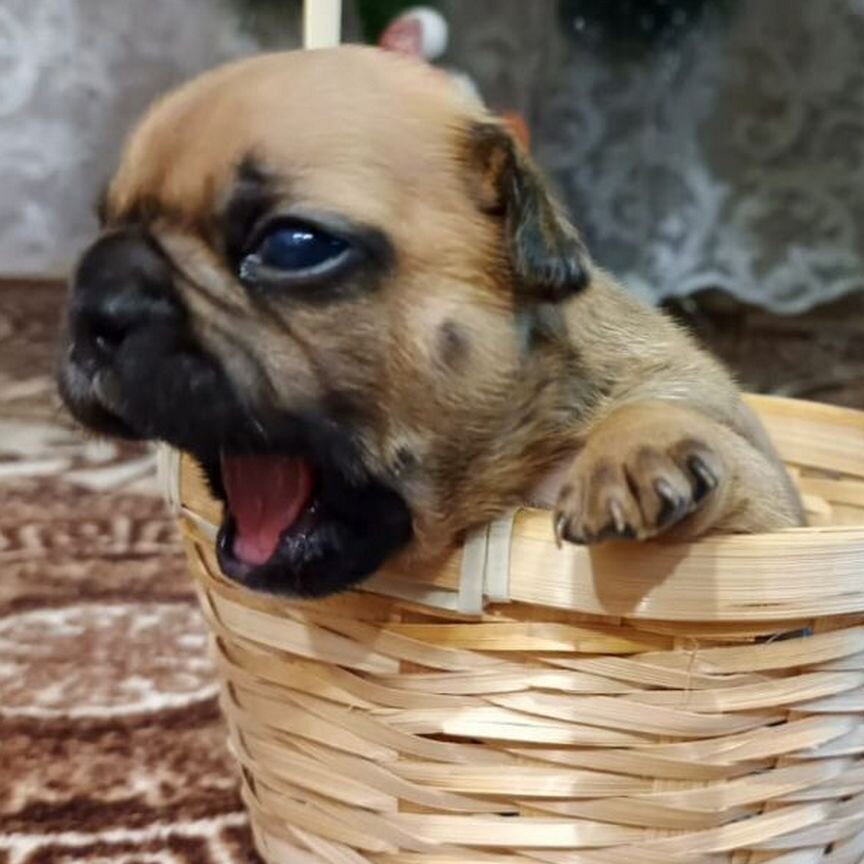 Французский бульдог