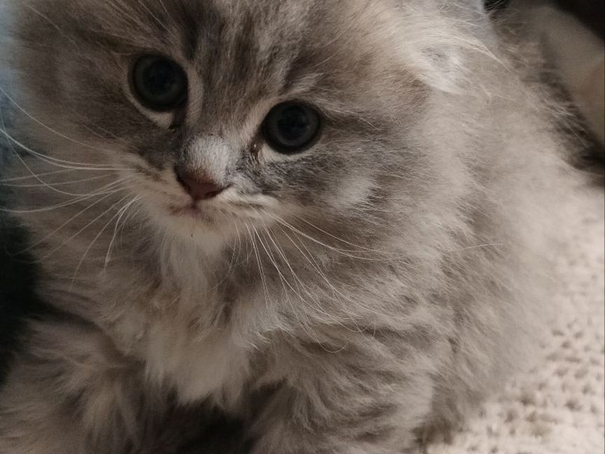 Шотландские вислоухие кото комочки