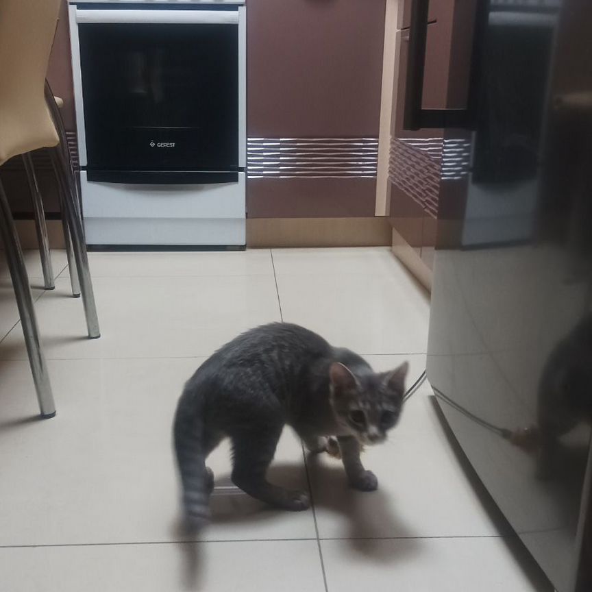 Котёнок в добрые руки