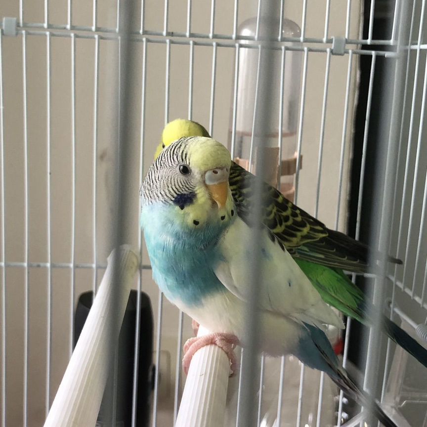 2 волнистых попугая