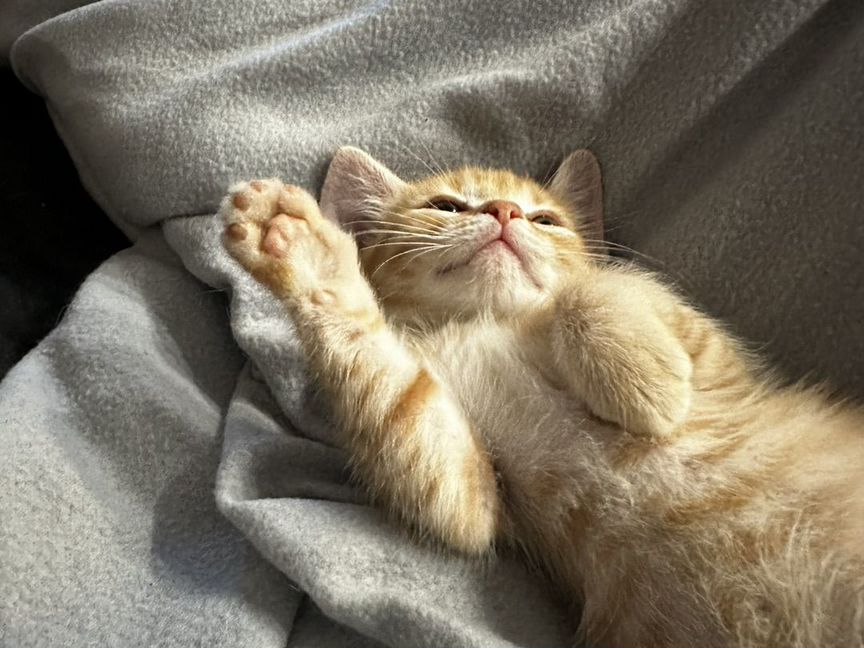 Рыжий котенок мальчик бесплатно