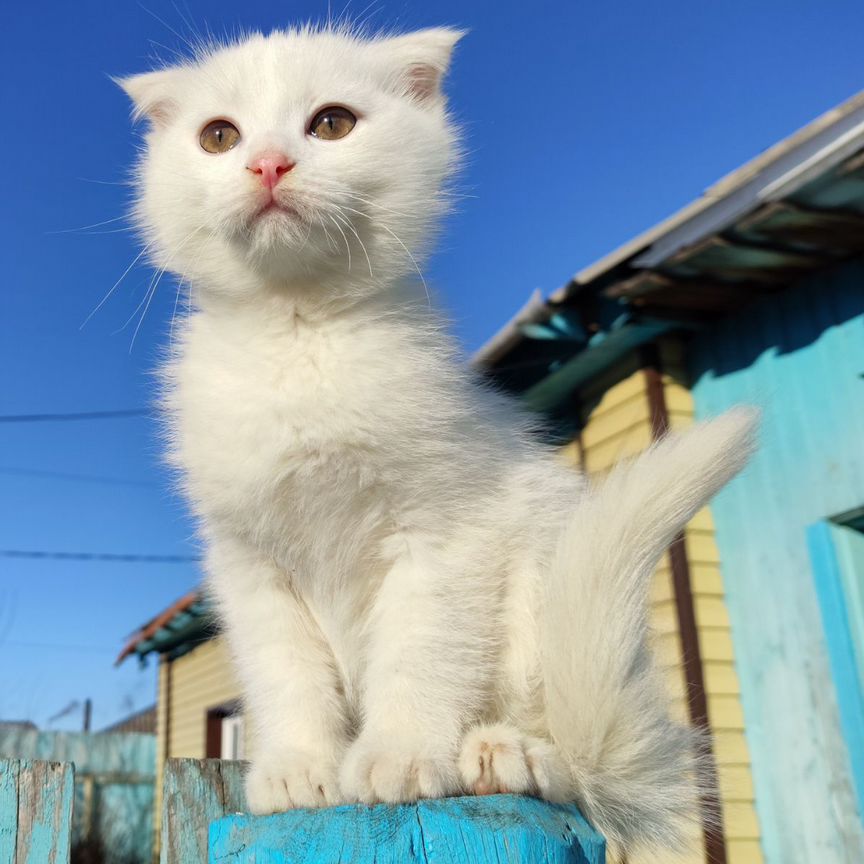 Котёнок в добрые руки