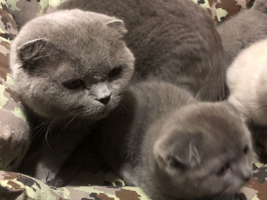 Британские котята, британские голубые котята