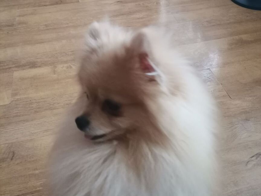 Померанский шпиц