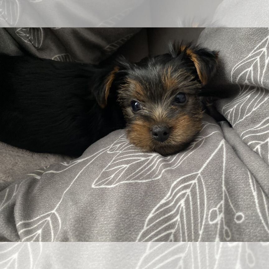 Йоркширский терьер, щенок