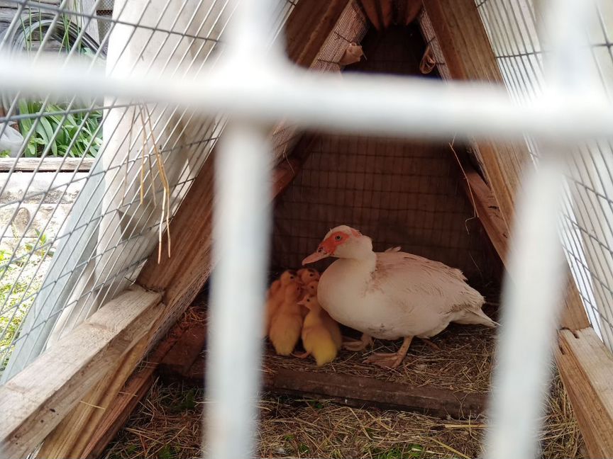 Сельхоз птица