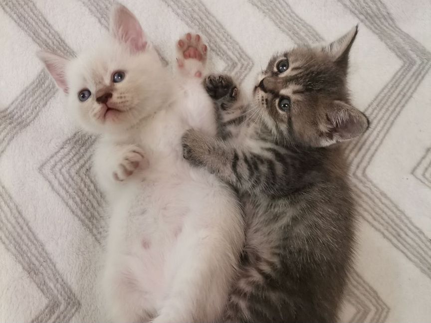 Шотландские котята