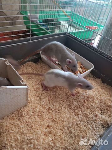 Декоративная крыса