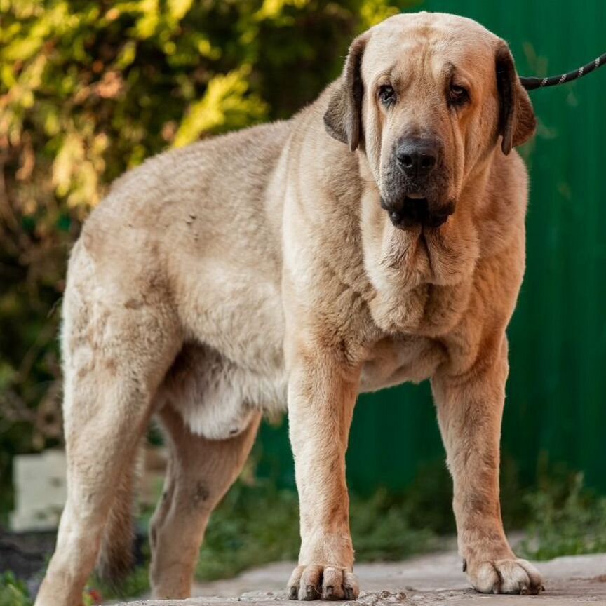 Предлагаю для вязки